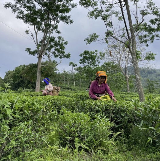 Good & Proper Tea | Artisan Teas | Whole Leaf Tea – Green Tulip